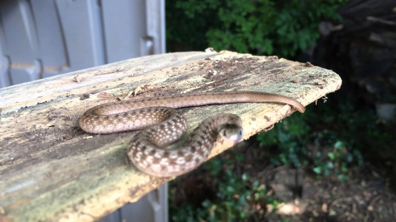 Snake from under the shed - YouTube