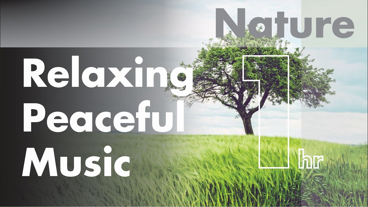 Relaxing ambient music video with trees of the World (1 hour): Ambient ...