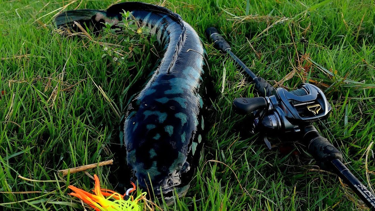 TOMAN FISHING # 08 / 3.3 KILOS & 28 INCHES TOMAN W/ 1 BONUS AROUND 2KGS ...