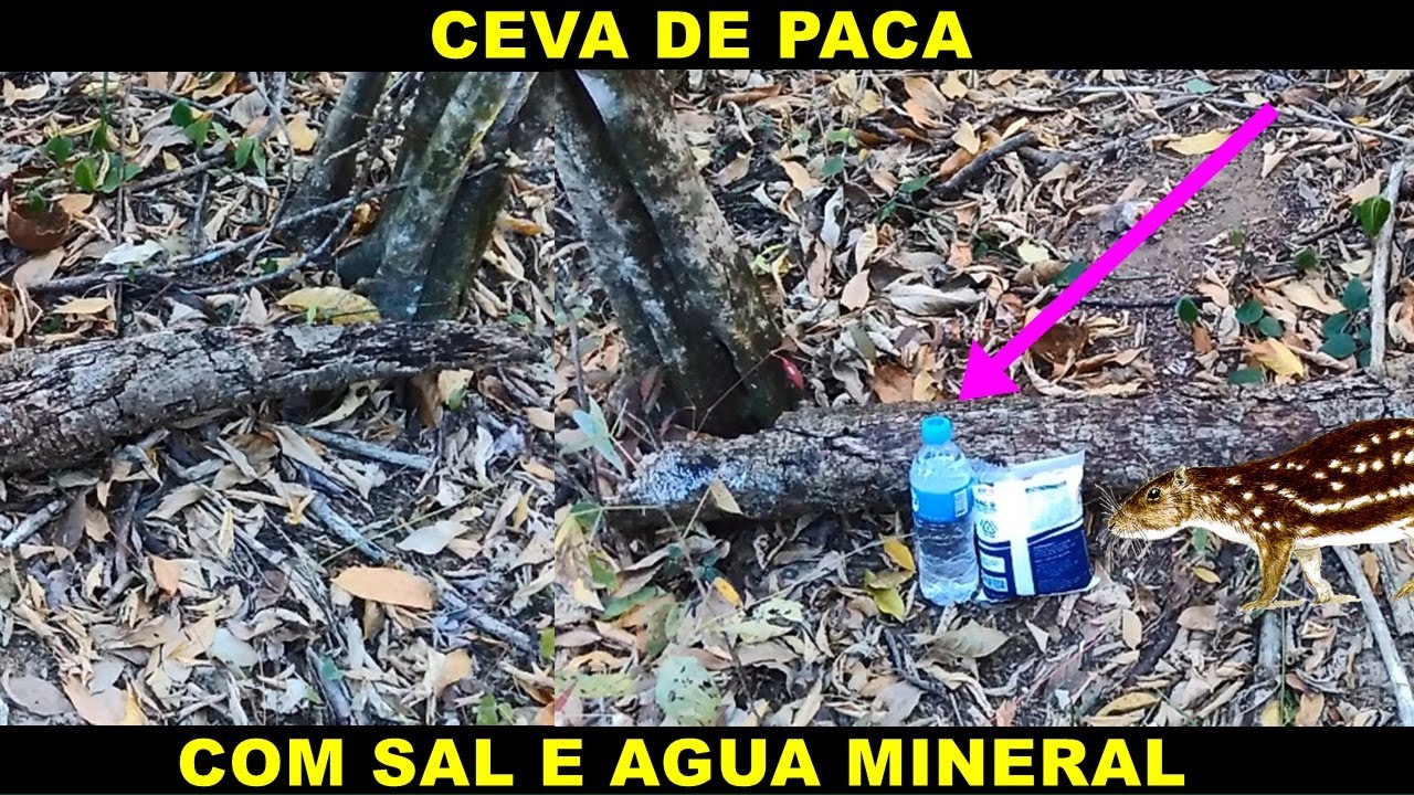 (Iniciantes) Ceva de Paca Com Sal | Veja Como Fazer - YouTube