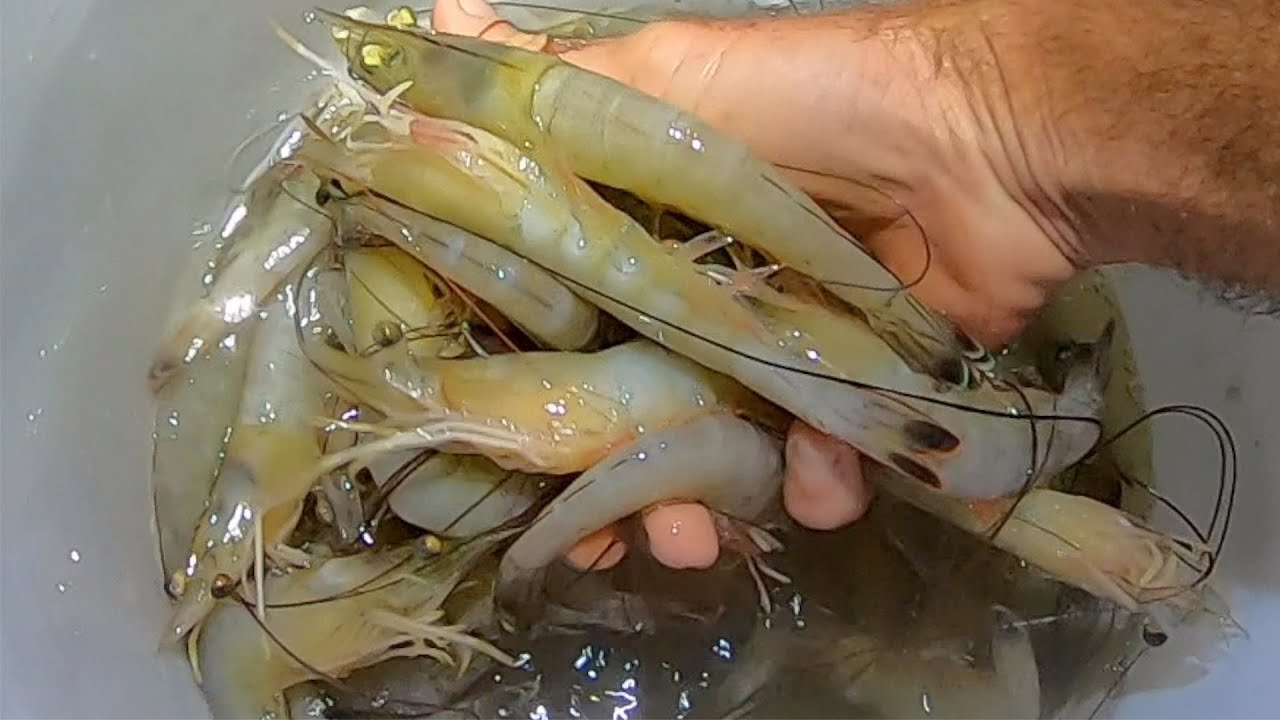 Fishing After Delta,Jumbo Shrimp, Catfish, Lake Pontchartrain - YouTube