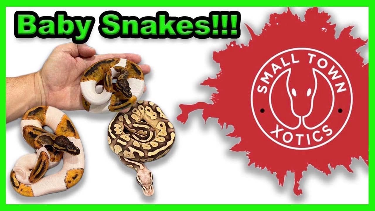 Baby Ball Pythons | Lots of Snakes!!! - YouTube