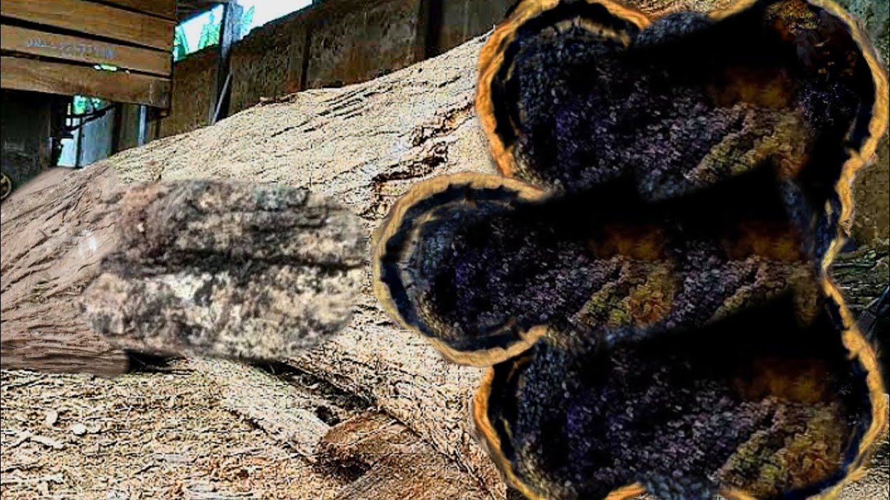 Disaster Looming !! 513 Seconds Before It All Went Wrong at the Sawmill ...