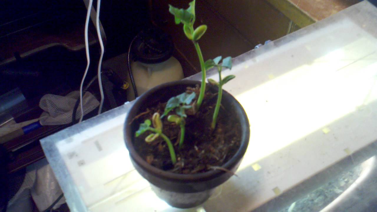 Rabbit poop, plant experiment. - YouTube