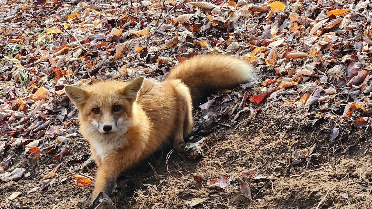 Catching Fox An Makin Sets ,Tip on Set making for Trapping - YouTube