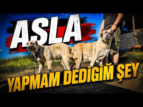 ASLA YAPMAM DEDİĞİM ŞEYİ YAPTIM BAZILARI ÇOK SEVİNECEK !  - AMA BEN ÜZÜLDÜM 