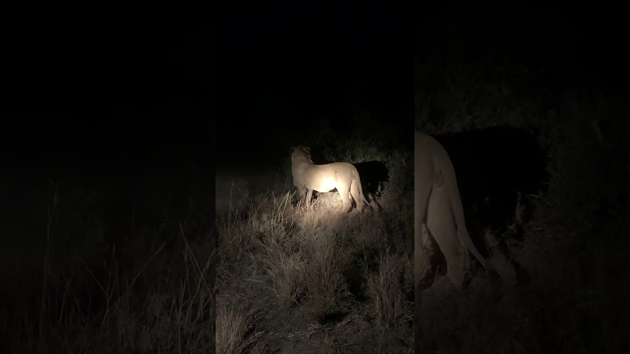 Lions hunting at night - YouTube