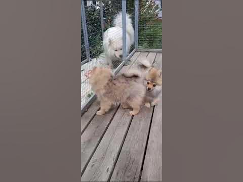 рыжие шпицы тип лисичка, набивная шерсть. - YouTube