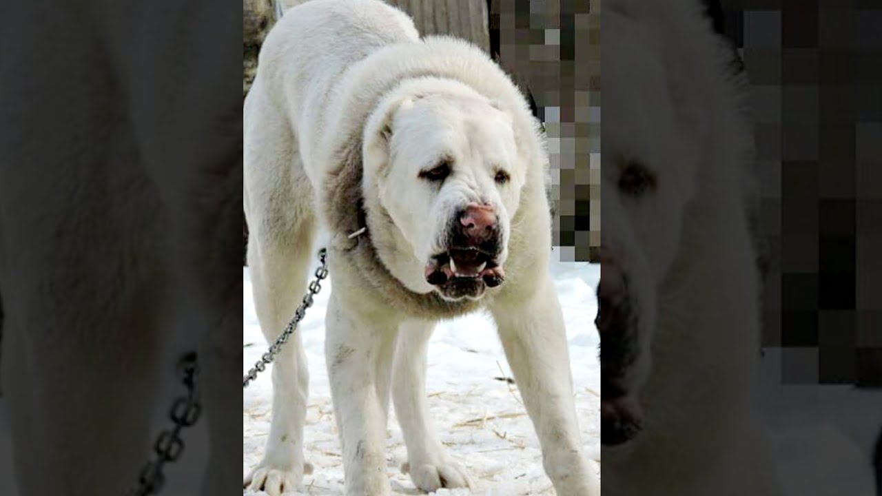 Monster Alabai - Central Asian Shepherd transformation 🔥💥 #shorts - YouTube