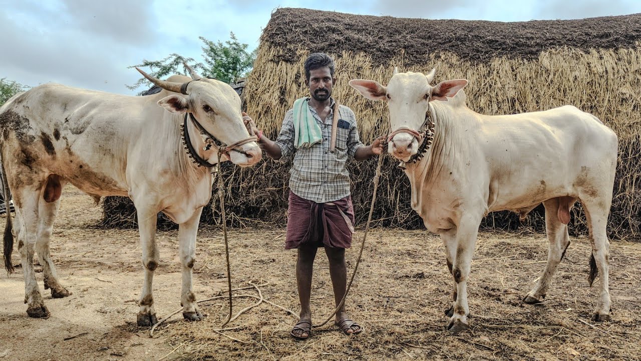 Machapuram Hari Kilara Oxes Videos 2024 // Agriculture farmers oxess ...