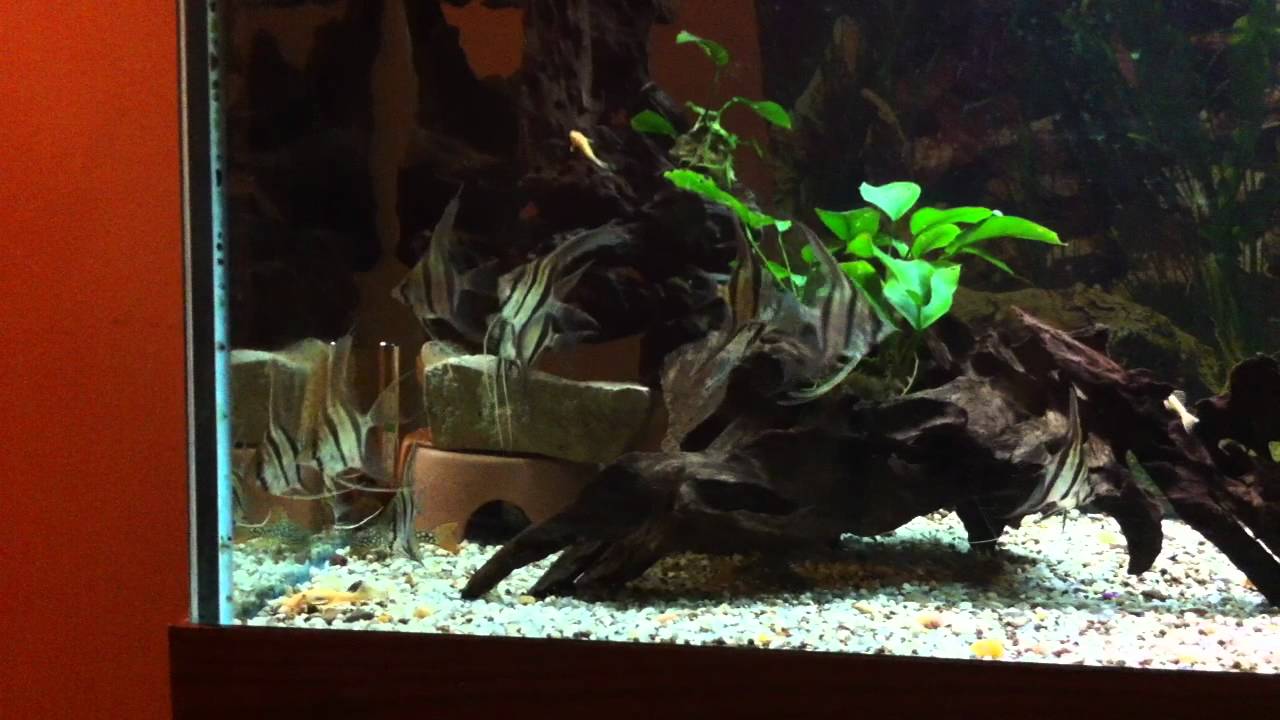F1 altum angelfish n goldy pleco - YouTube
