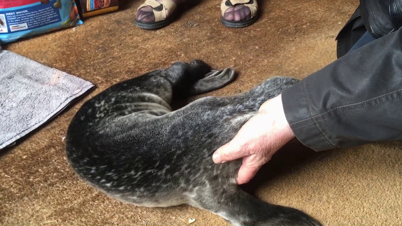 Sam, the second solstice seal - YouTube