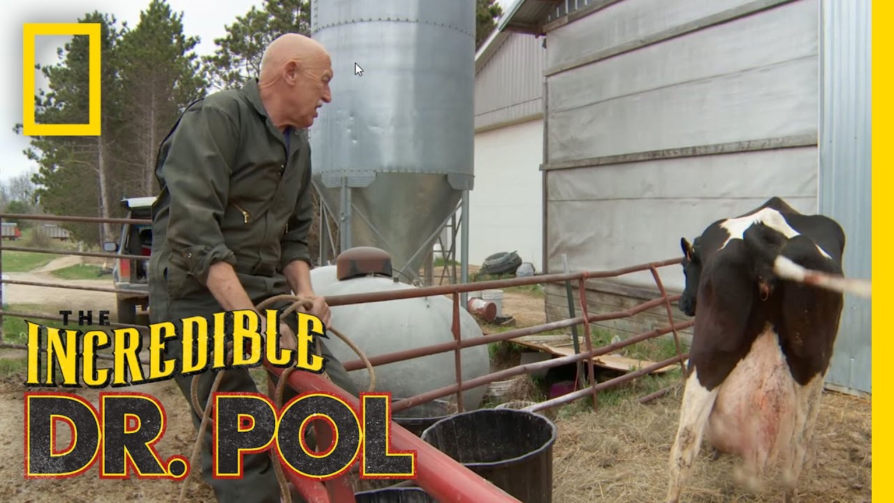 That Was Not a Calving | The Incredible Dr. Pol - YouTube
