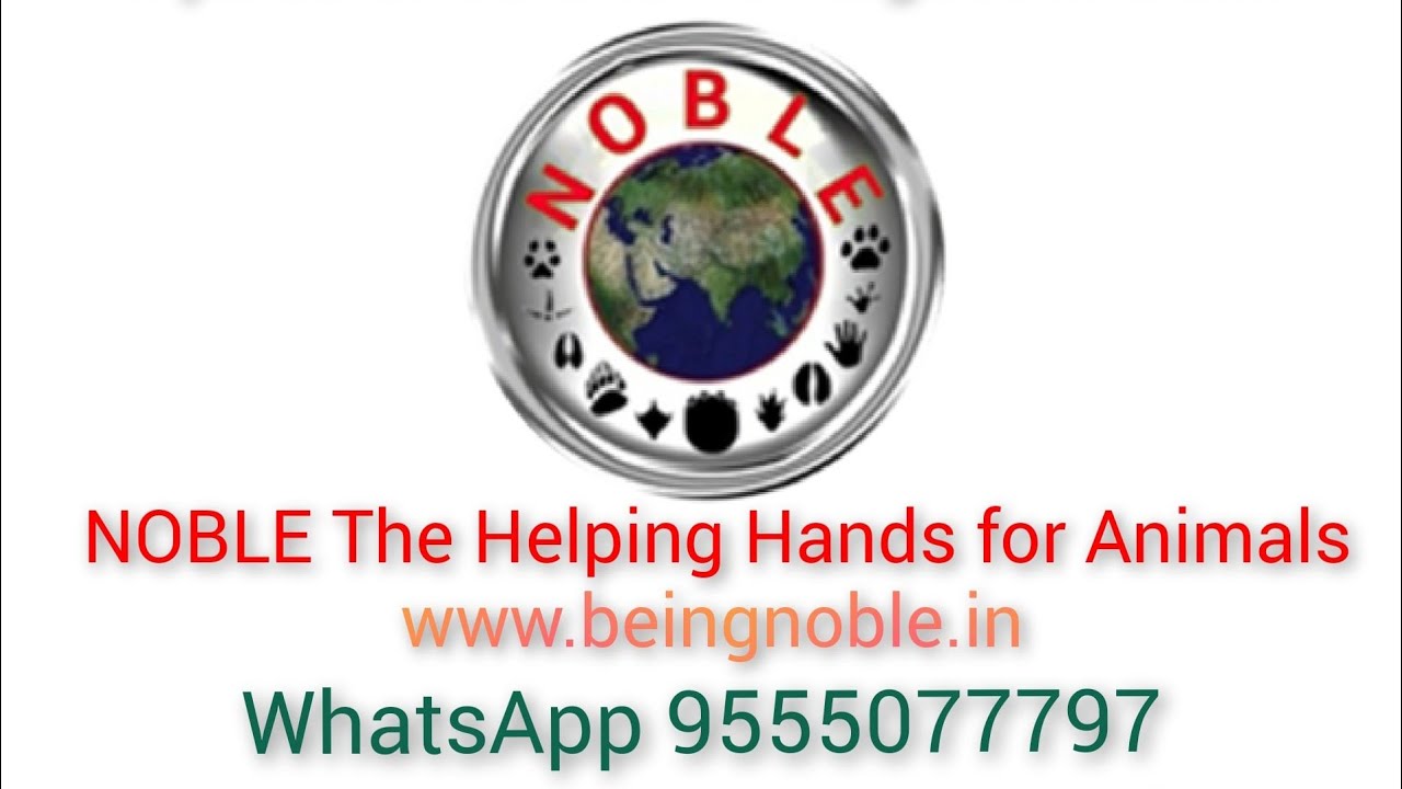 Stop Killer Kites 2023 |NOBLE The Helping Hands for Animals| www ...