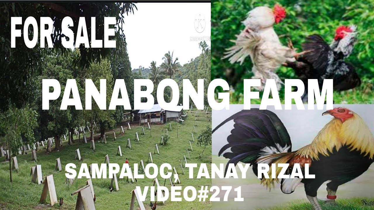 #4 HECTARES PANABONG FARM #FARM LOT #INVESTMENT #COLD CLIMATE - YouTube