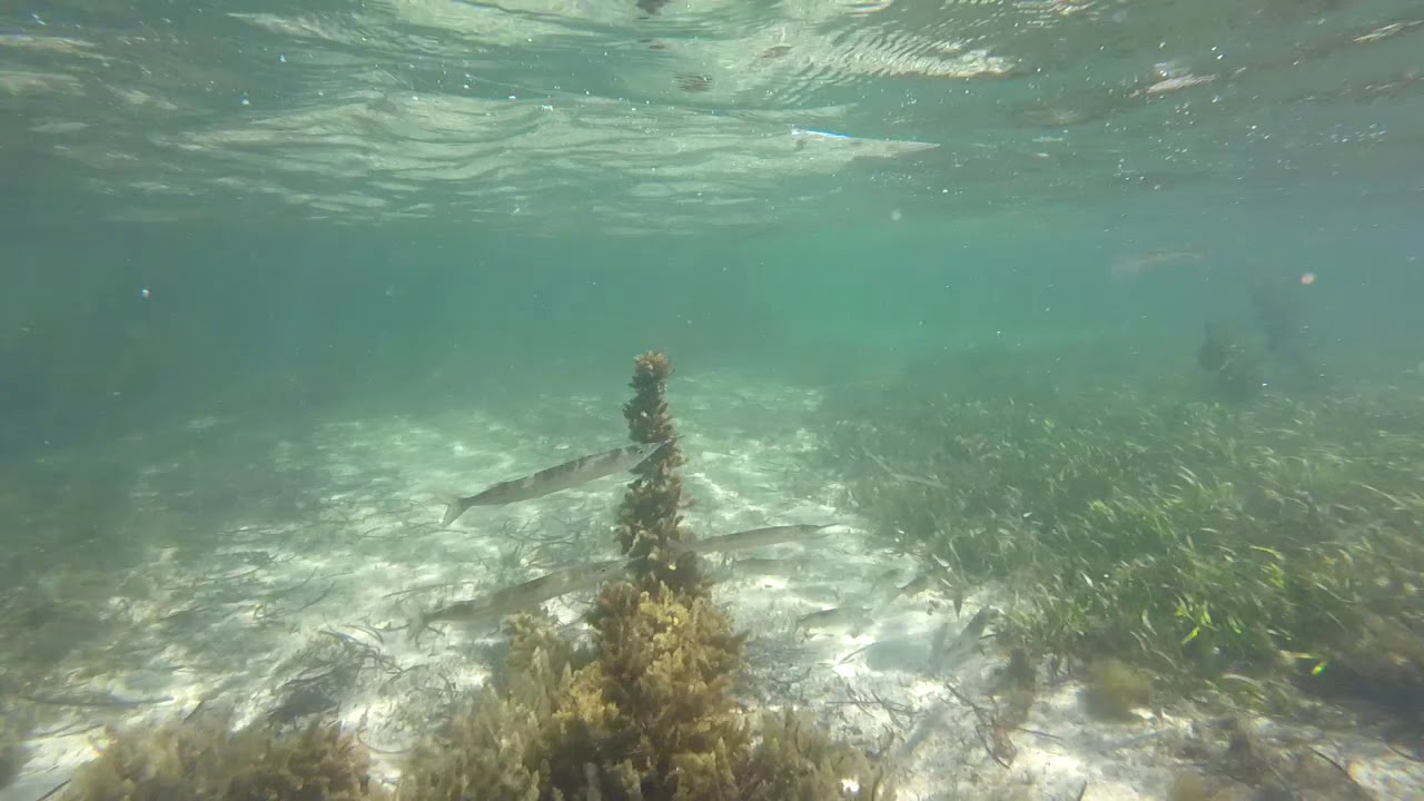 Southern Sea Garfish - Redcliffs 2019 - YouTube