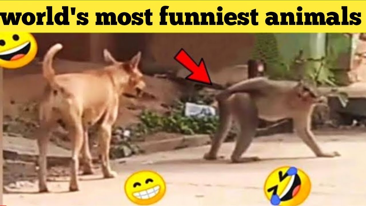 World's most funniest animals videos - YouTube