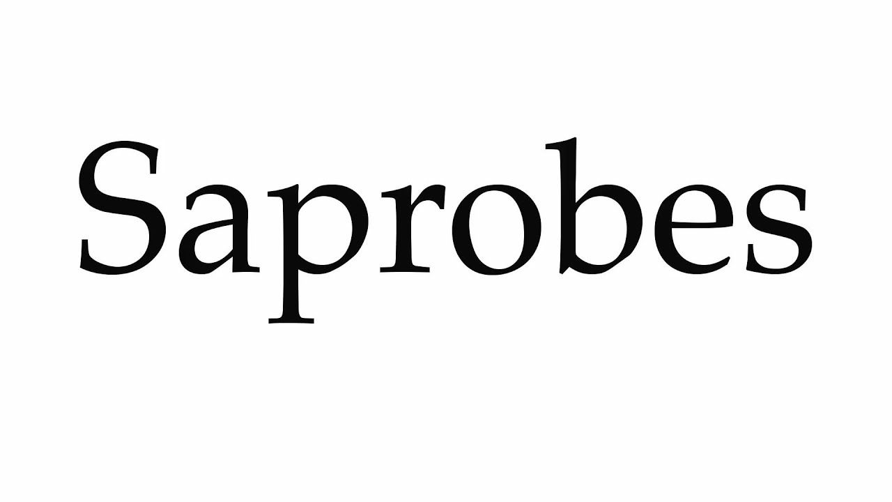 How to Pronounce Saprobes - YouTube