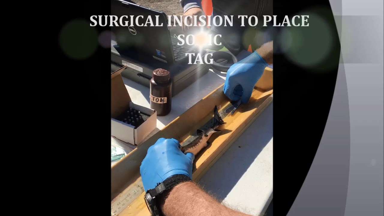 Tagging hatchery sturgeon for stocking in Snake River - YouTube