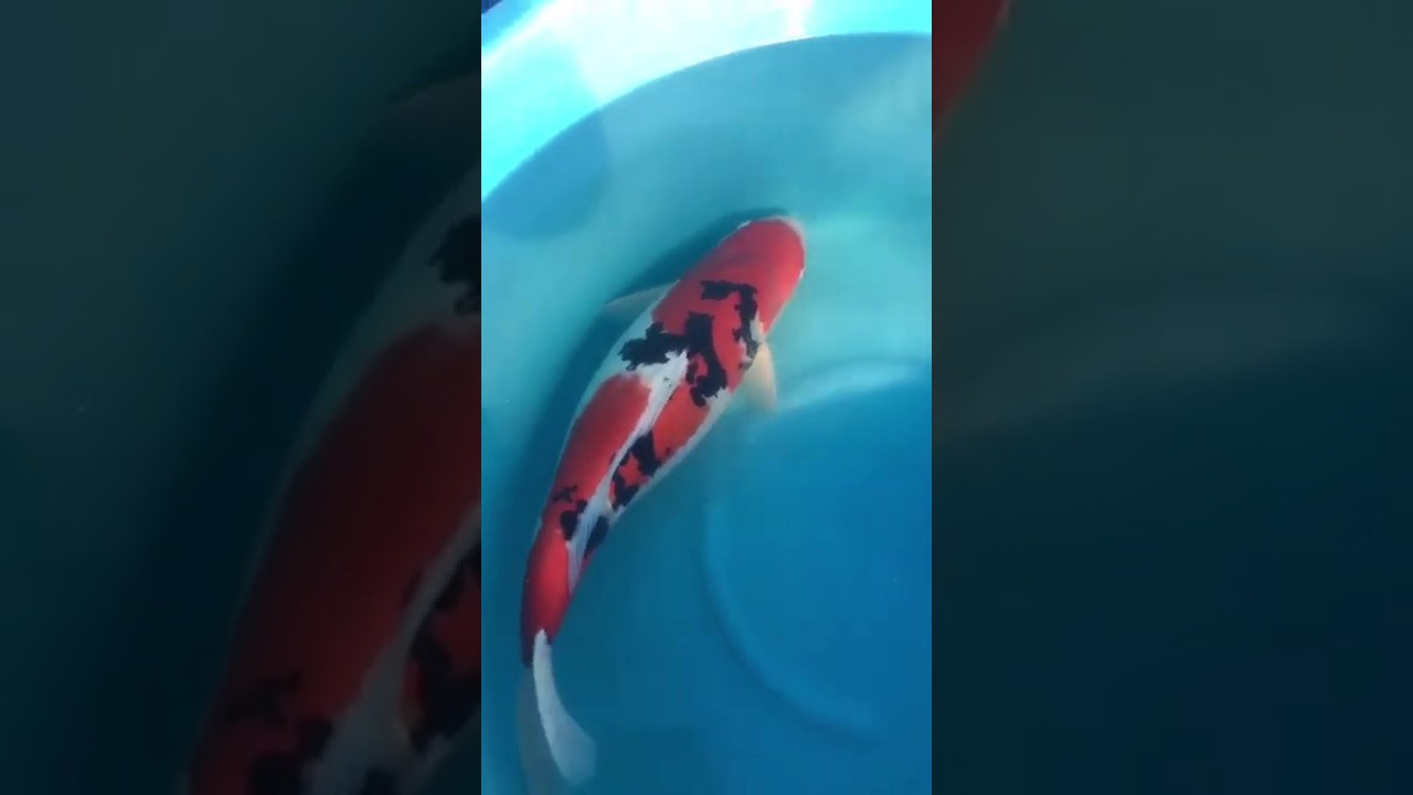 MAGIC KOI - Sanke - 64 cm - weiblich - YouTube