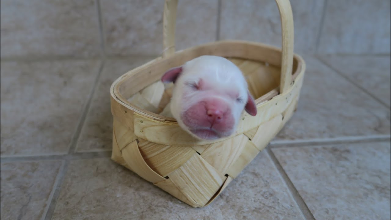 One Week Old Puppy Love - Cute - YouTube