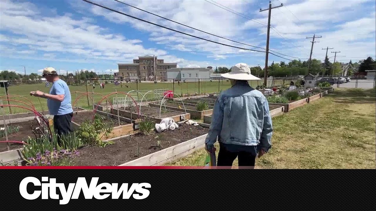 Gardeners navigate Calgary’s outdoor water ban - YouTube