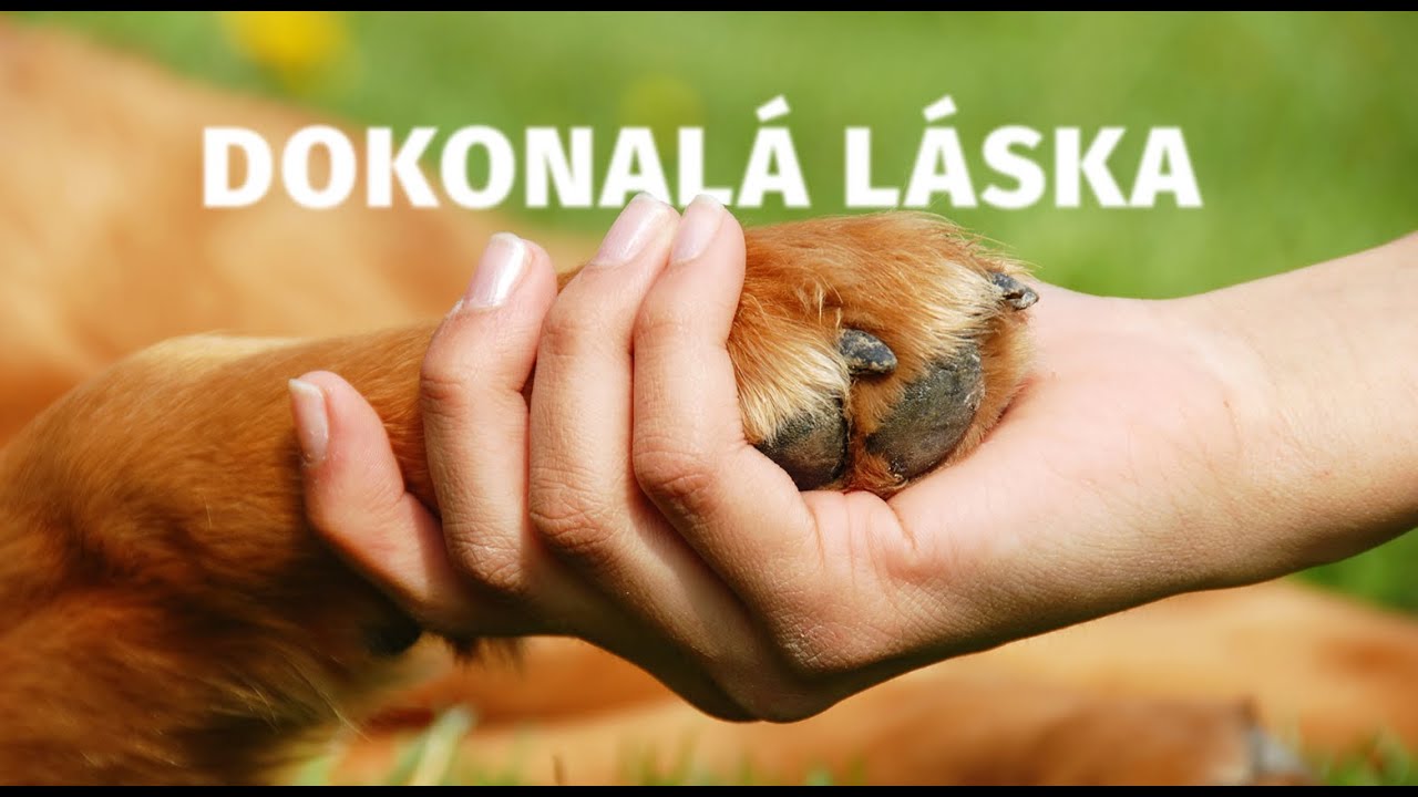 Dokonalá Láska - Tlapka TV - YouTube