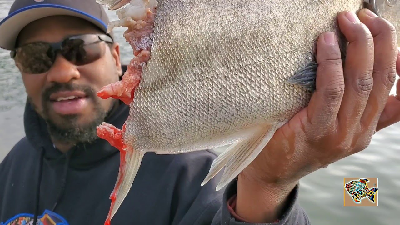 Illinois River Mystery!! (Half biten Asian Carp) *Salmon Nightmares ...