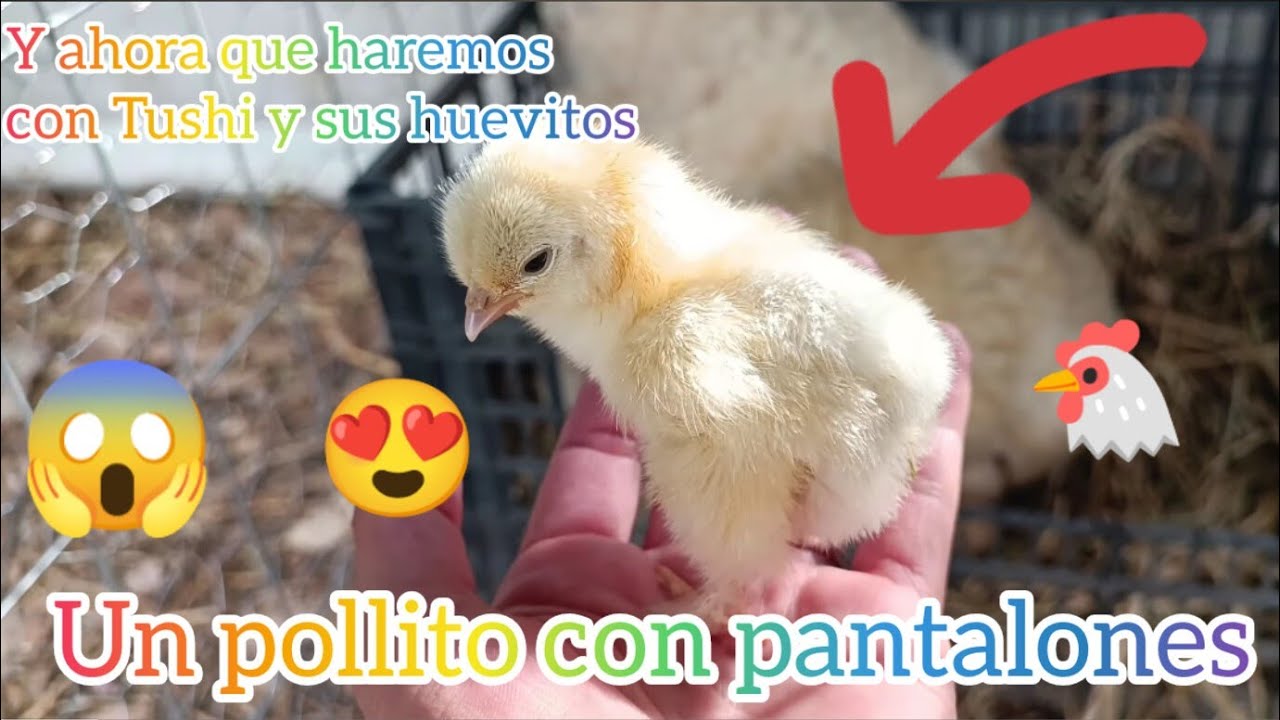 YA! nació el pollito hijo de Wilfrido, Tushi lo logró 😮, el huevito ...