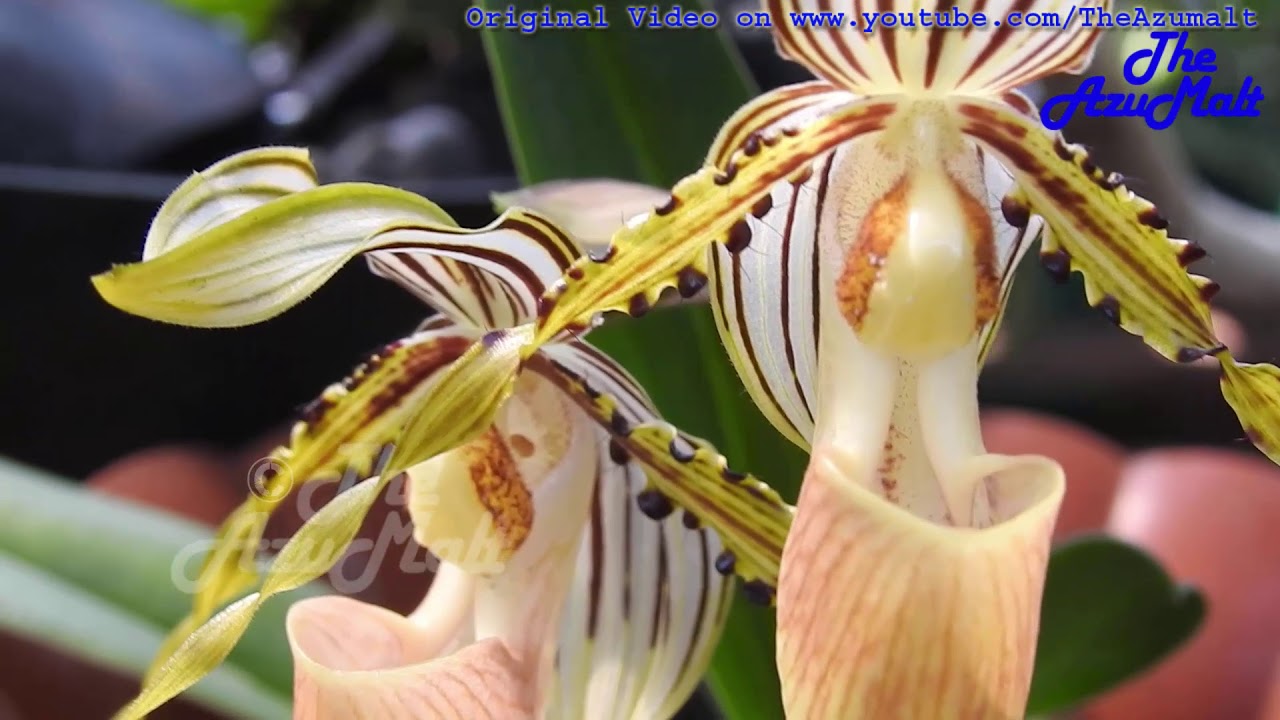 Exotic Beautiful Orchid Paphiopedilum Praestans - YouTube