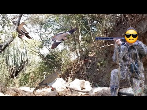 Cazando palomas de ala blanca en guerrero puro amor ala cazeria 😎🦌🕊 ...