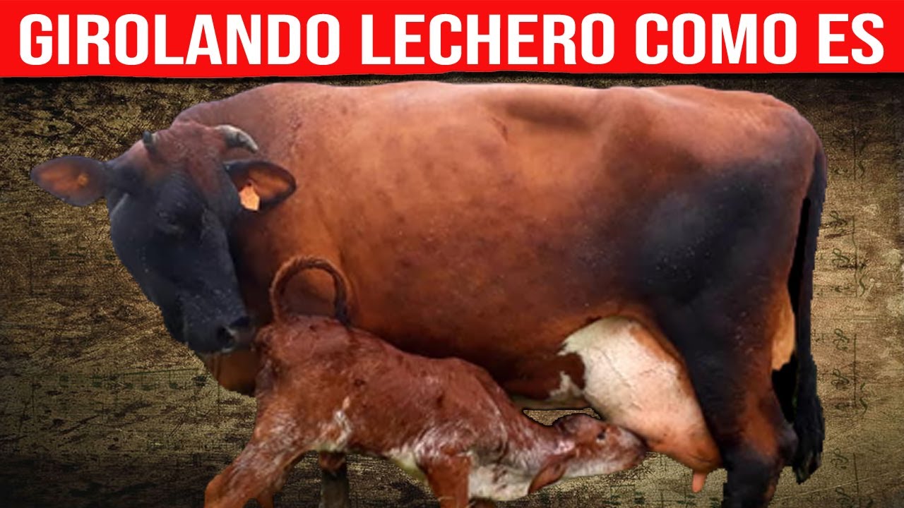 🔴 GIROLANDO LECHERO Características De La Raza Vacas Lecheras - YouTube