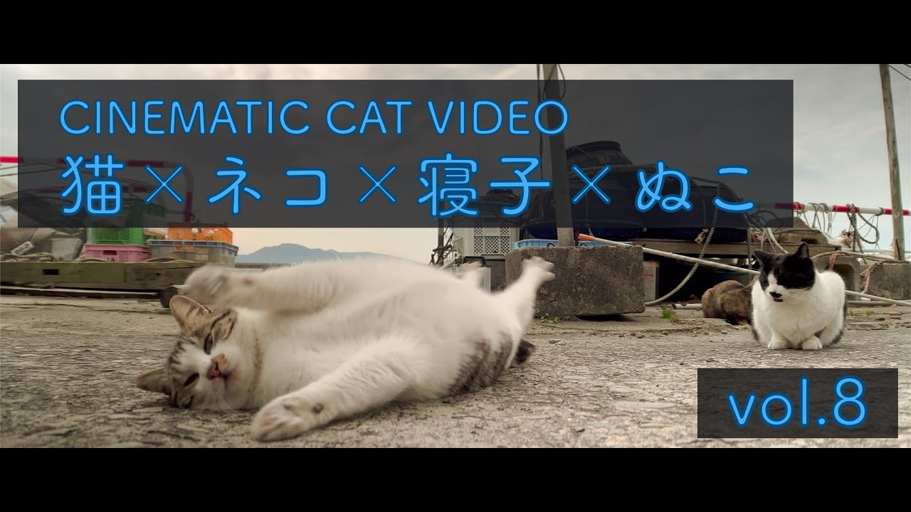 【ねこわり】CINEMATIC CAT VIDEO 猫×ネコ×寝子×ぬこ vol.8 - YouTube