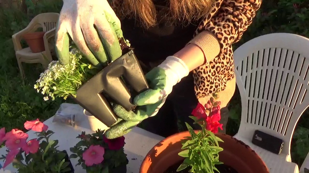 HOW TO PLANT A FLOWER COLOR BOWL! - YouTube