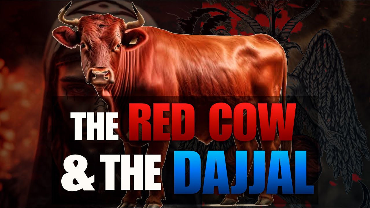 The RED Cow of ISRAEL | Arrival of DAJJAL - YouTube