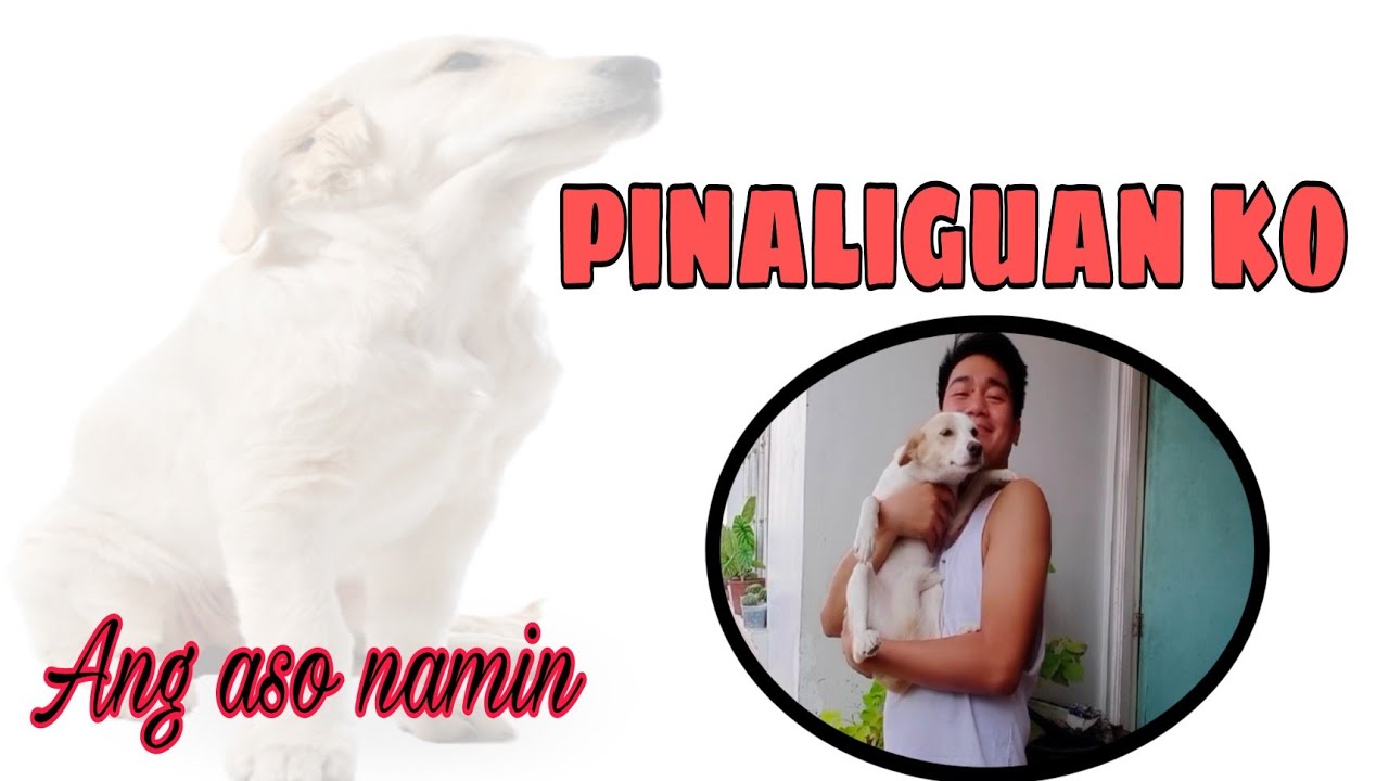 PANO MAG PALIGO NG ASO/PINALIGUAN KO ANG ASO NAMIN - YouTube