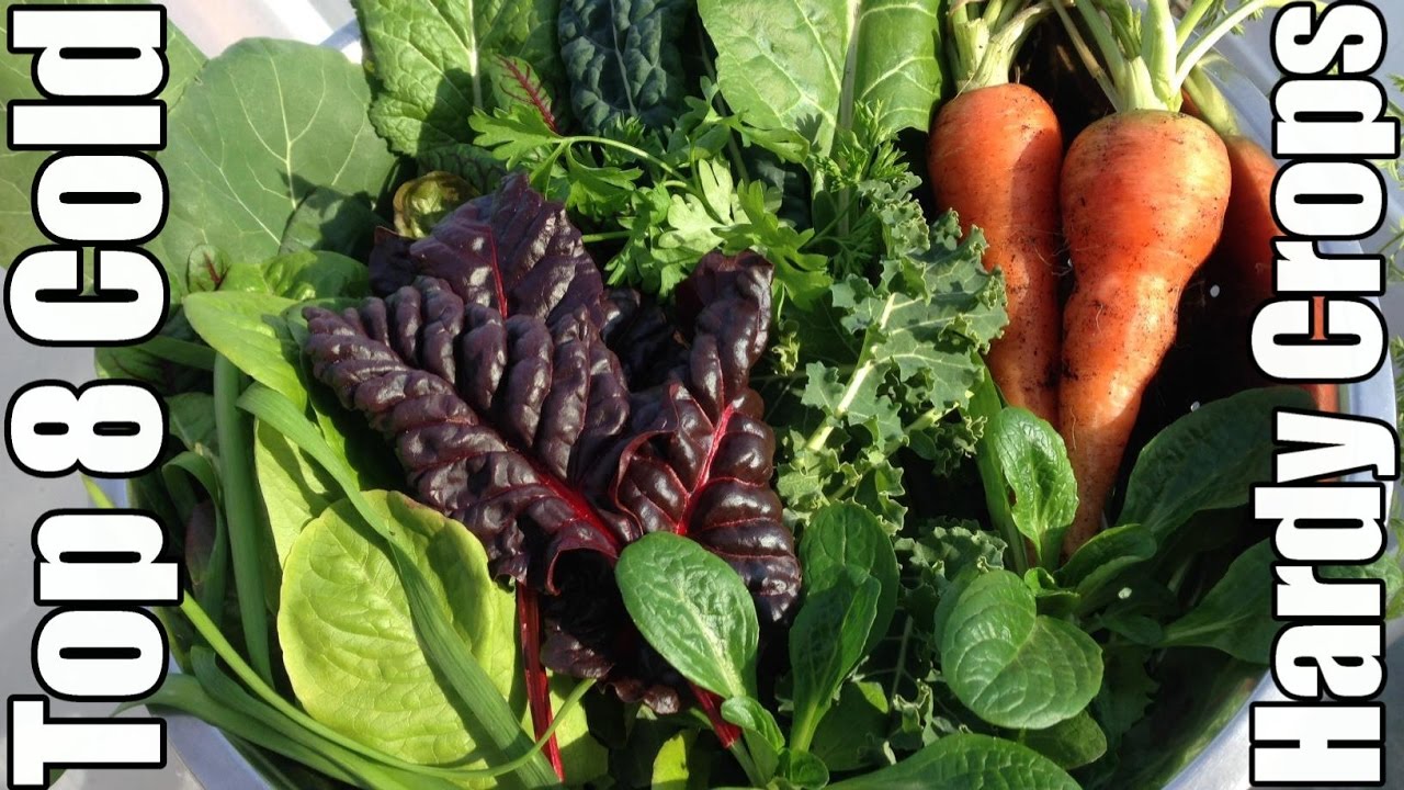 Top 8 Cold Hardy Crops That Thrived During Polar Vortex (Zone 5) - YouTube
