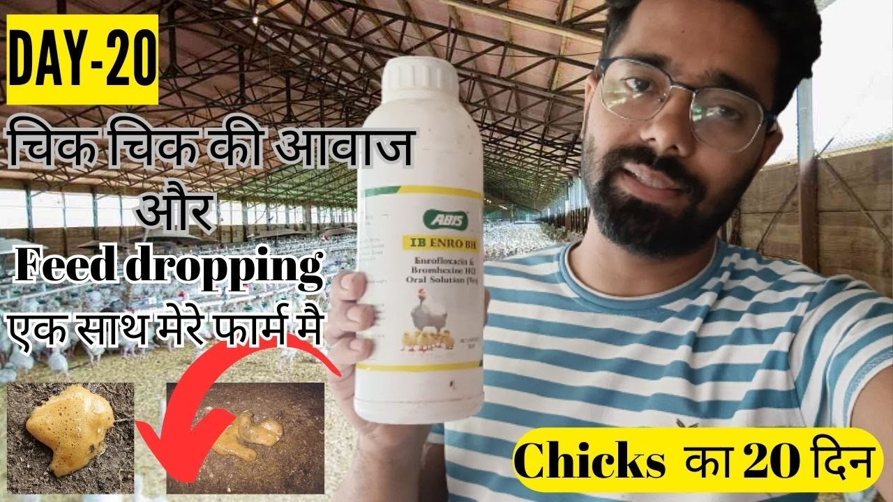 Feed Drop loose dropping | kich kich sound problem in chicks | Day 20 ...