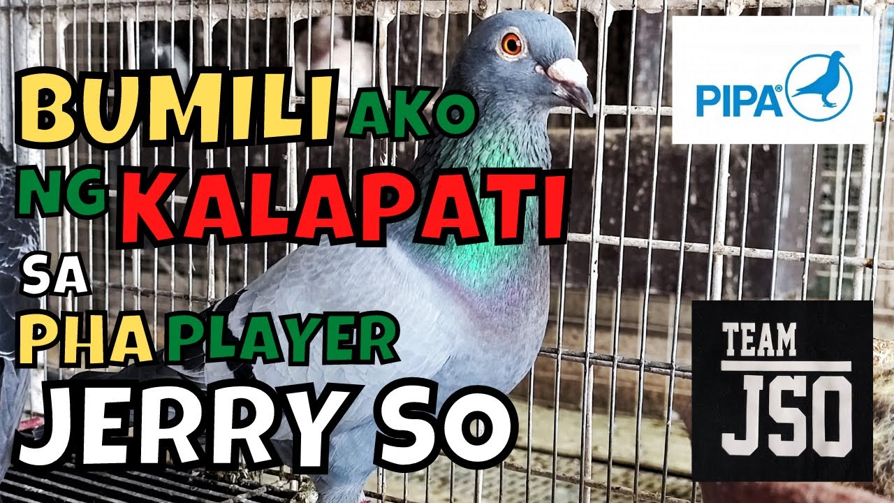 Bumili ako ng kalapati kay Idol Jerry So!!! #clementefamilyloft # ...