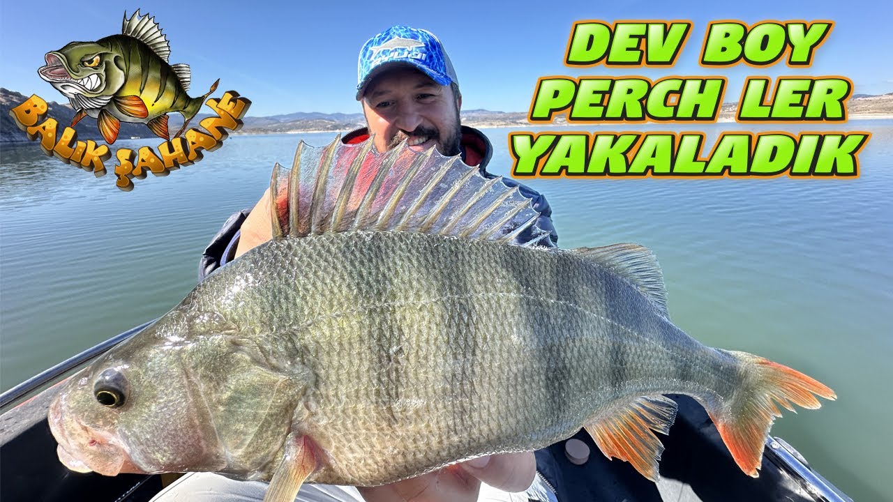 Dev Boy Perchler Yakaladık,Hepsini Geri Saldık.Kamışlar Sürekli Piyano ...