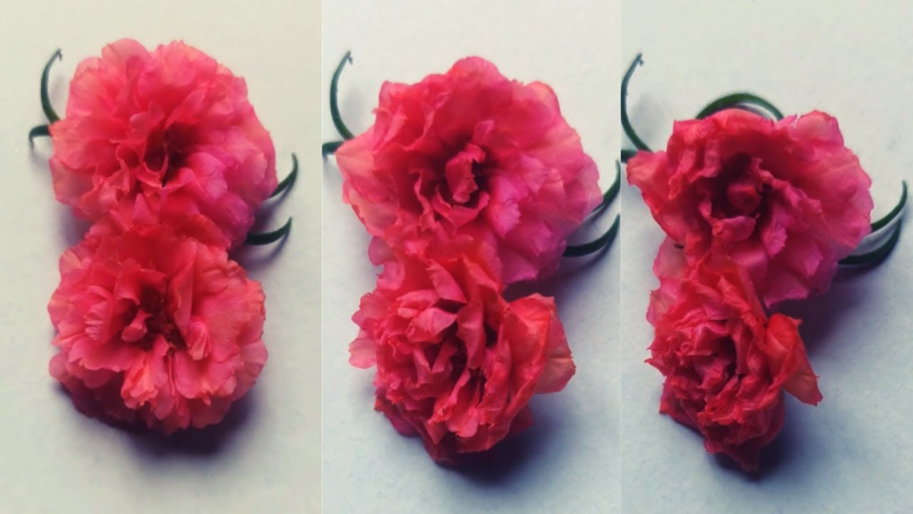 Flowers Dying Time Laps - YouTube