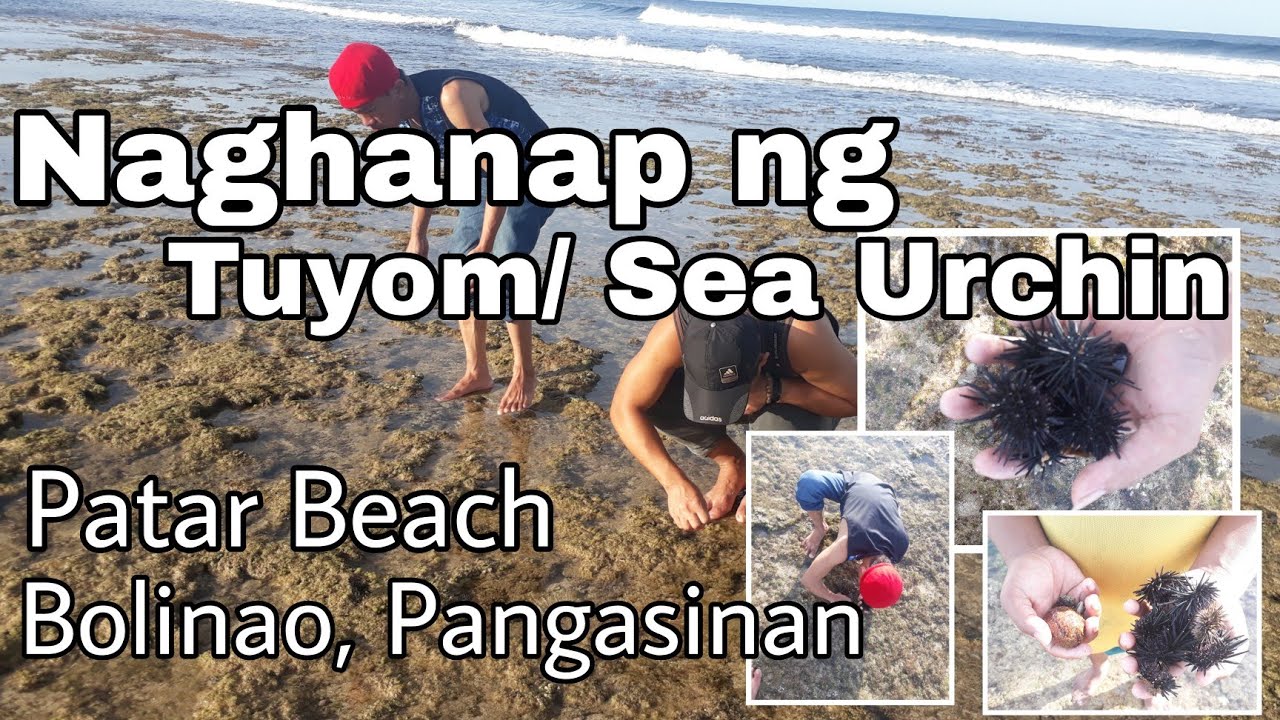 Naghanap ng Tuyom/ Sea Urchin || Bolinao Pangasinan || Patar Beach ...