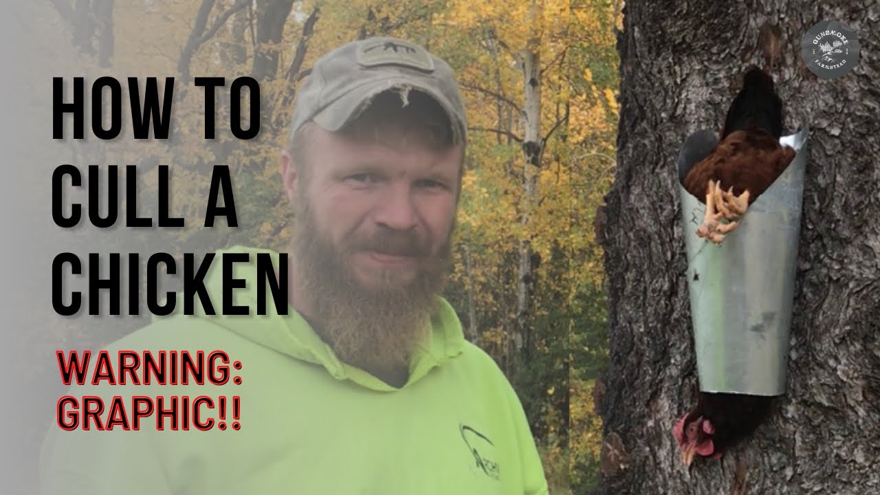 How To Cull A Chicken - YouTube