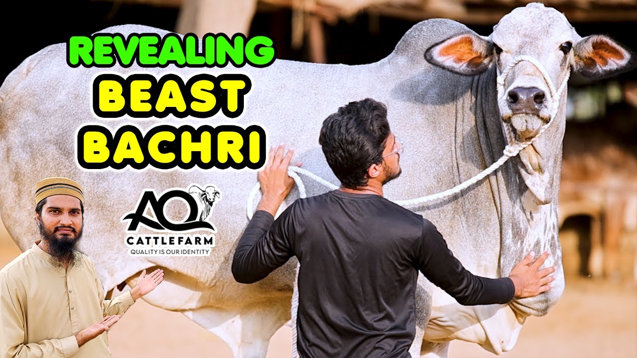 Heavy BEAST Bachri REVEALED | AQ Cattle Farm - YouTube