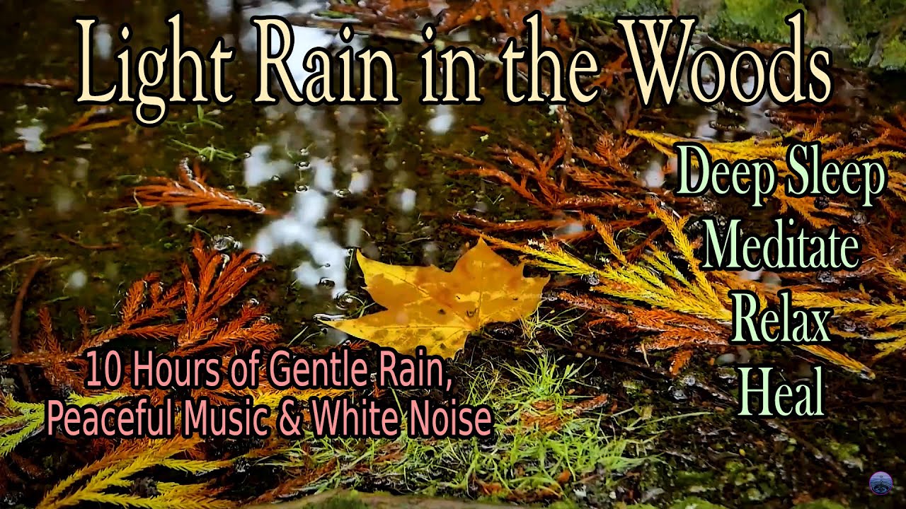 Light Rain in the Woods - White Noise & Peaceful Calming Music | 10 ...