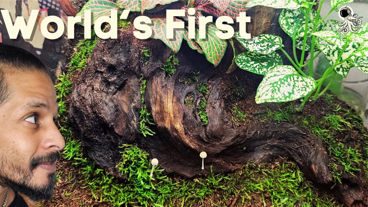 OASIS in EGYPTIAN Deserts (Terrarium Build) - YouTube