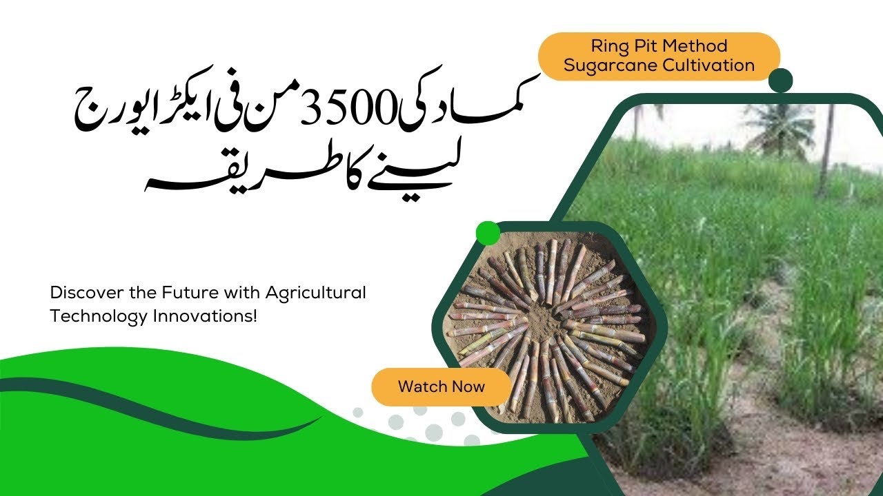 RING PIT METHOD SUGARCANE CULTIVATION | Sugarcane Farming Guide - YouTube