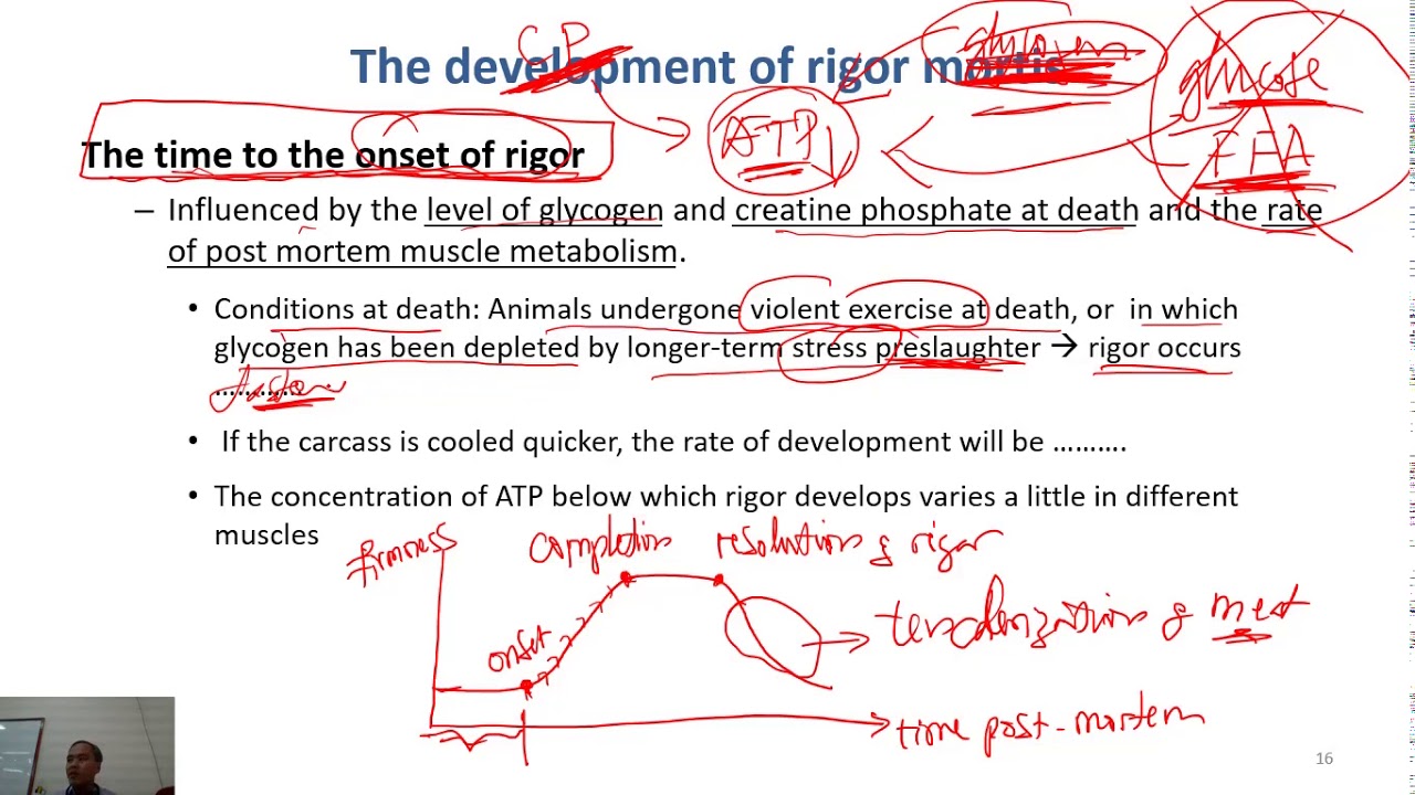 C4-04 the development of rigor mortis| Meat Technology - YouTube
