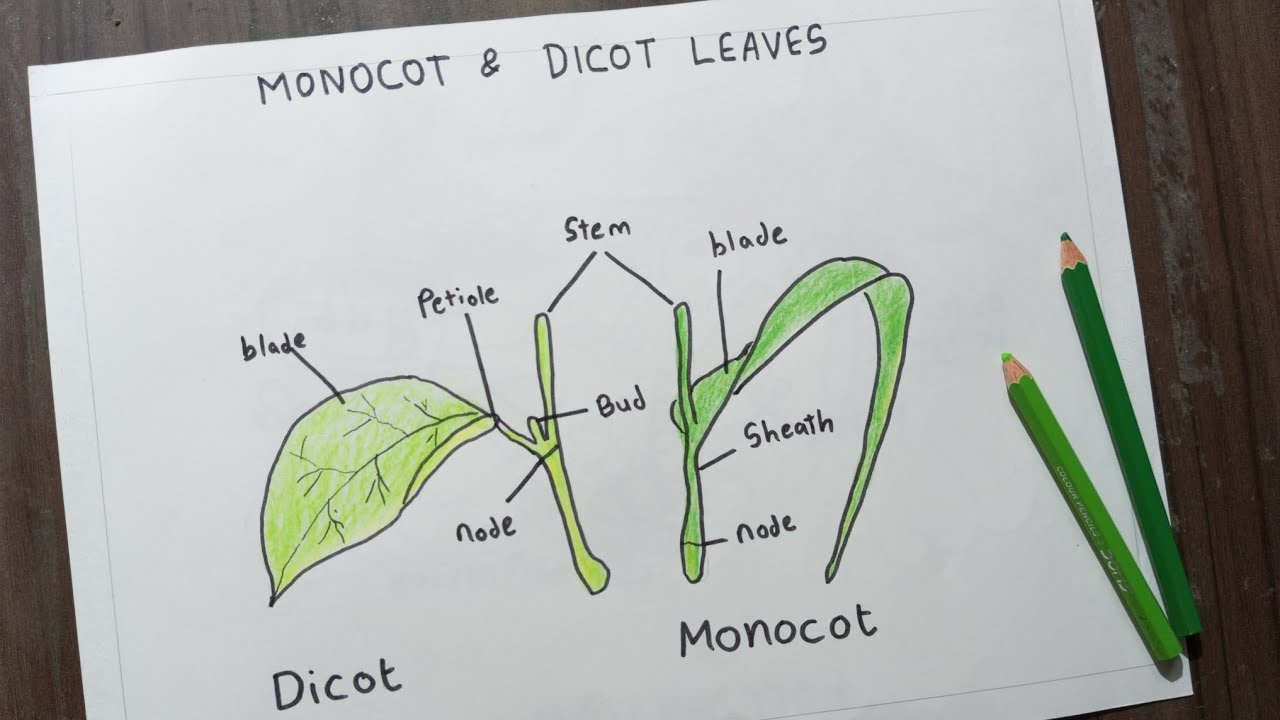 Monocot Dicot Leaves Diagram Label Drawing Of Monocot Dicot monocot-dicot-leaves-diagram-label-drawing-of-monocot-dicot