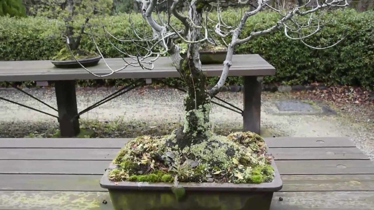 Bonsai Collection, Kyoto Botanical Gardens: A Winter's View - YouTube